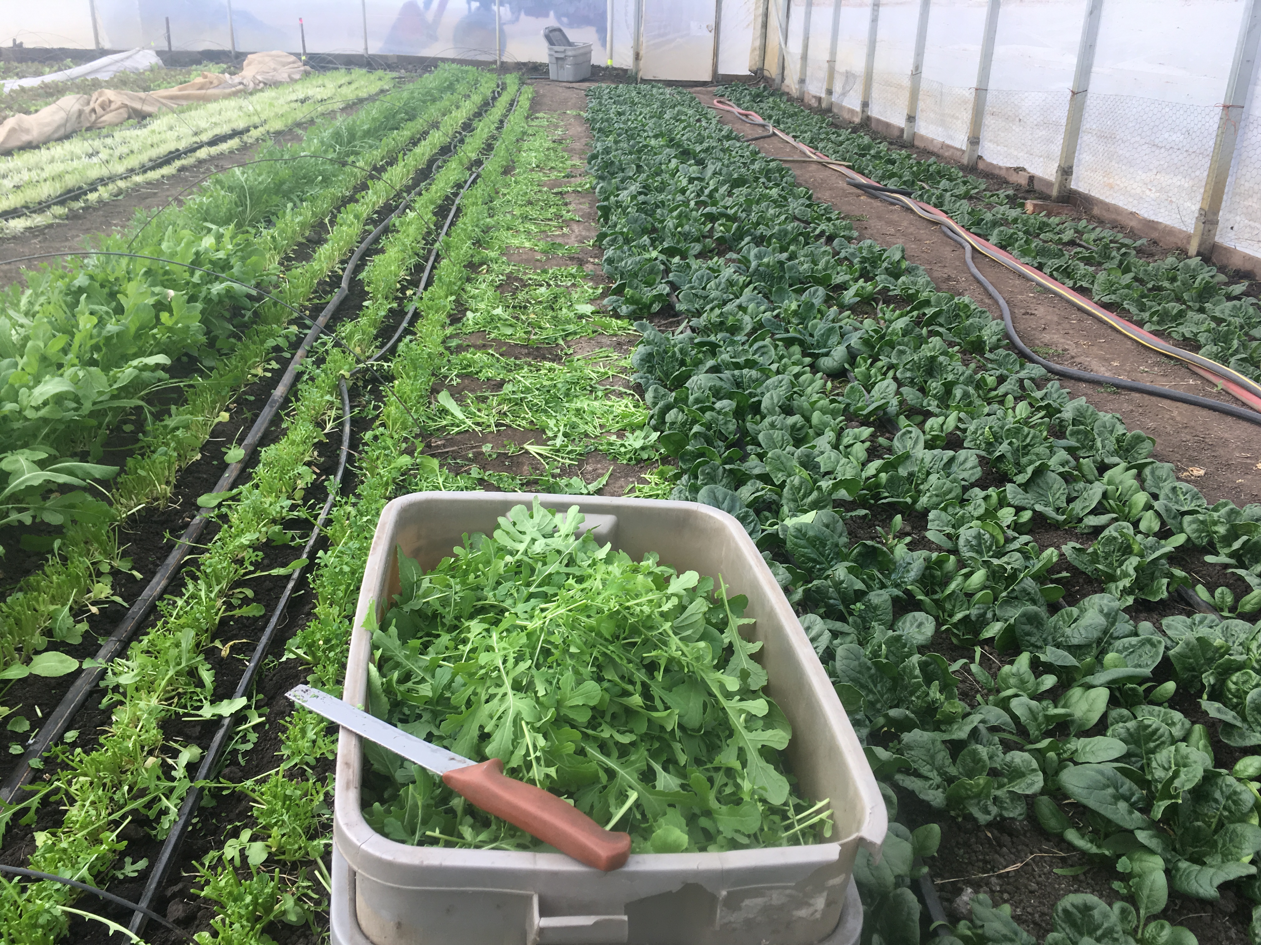 Farm Happenings for December 5, 2020 - Farm Happenings at Blue Moon ...