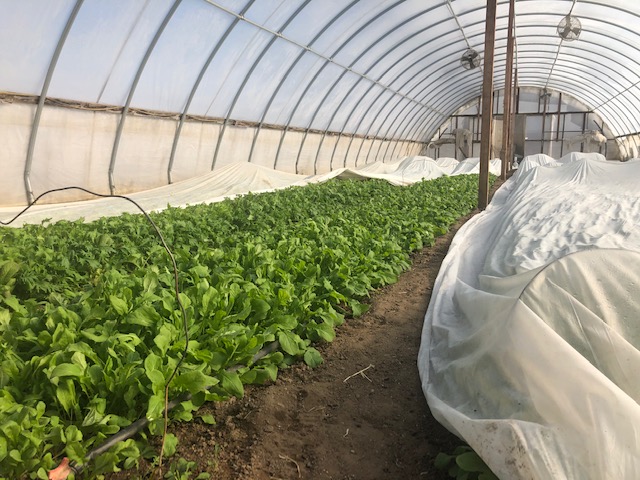 Week 6 Fall CSA, 2020 - Farm Happenings at Aspen Moon Farm - Harvie