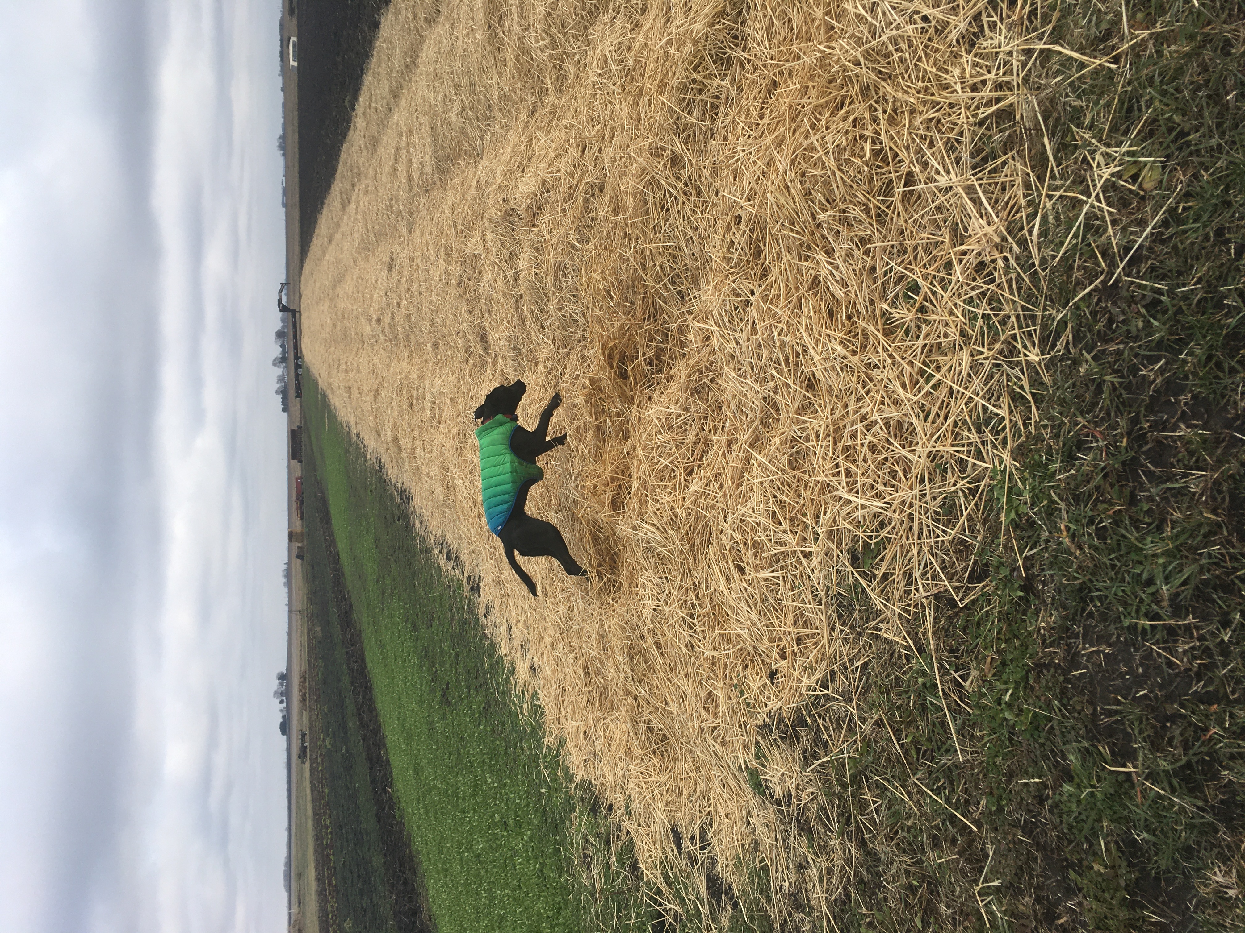 Farm Happenings for December 19, 2020 - Farm Happenings at Blue Moon ...