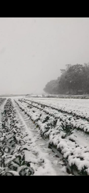 Farm Happenings for December 21, 2020 - Farm Happenings at Covey Rise ...