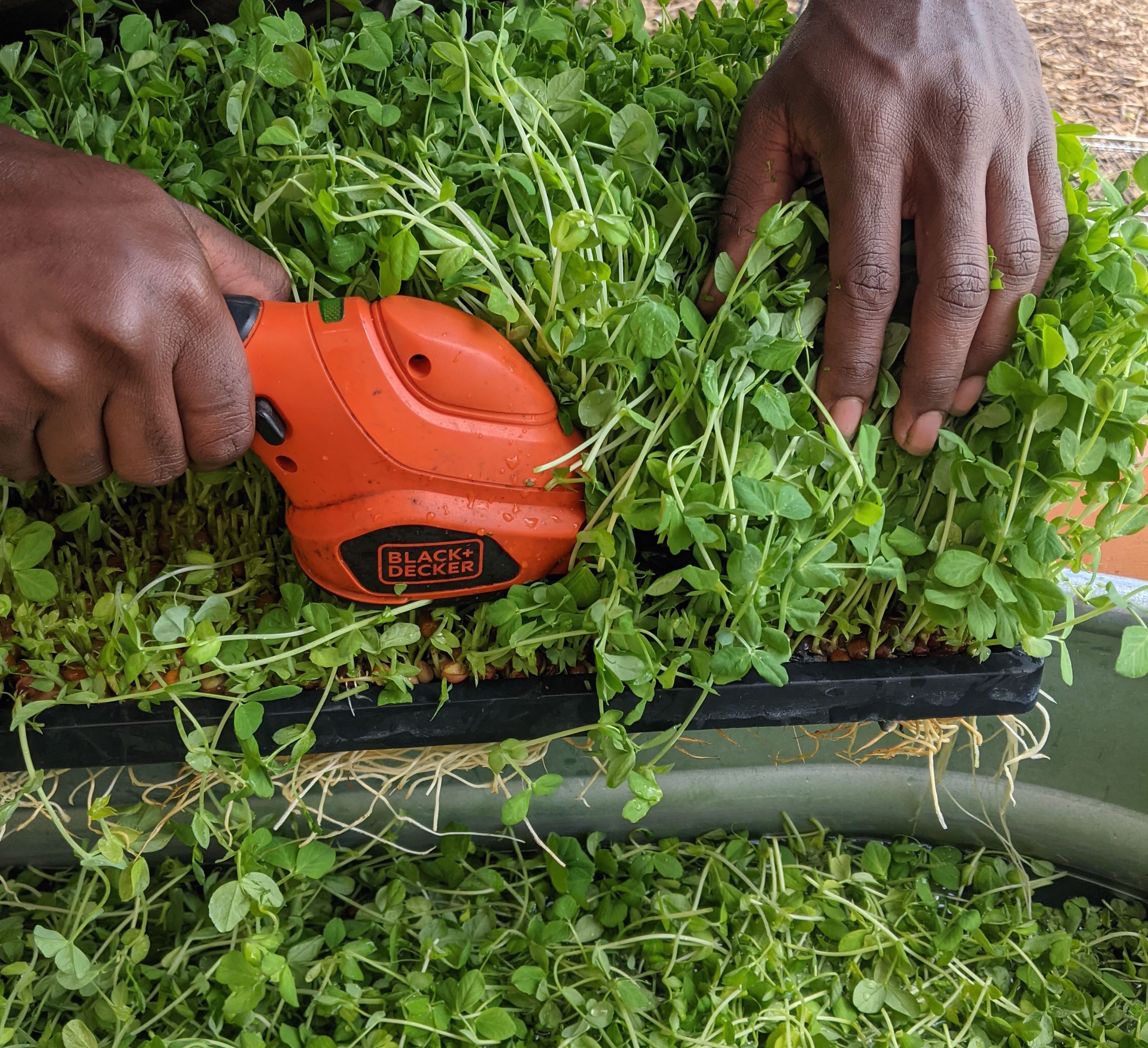 Farm Training in Action - Farm Happenings at River Queen Greens - Harvie