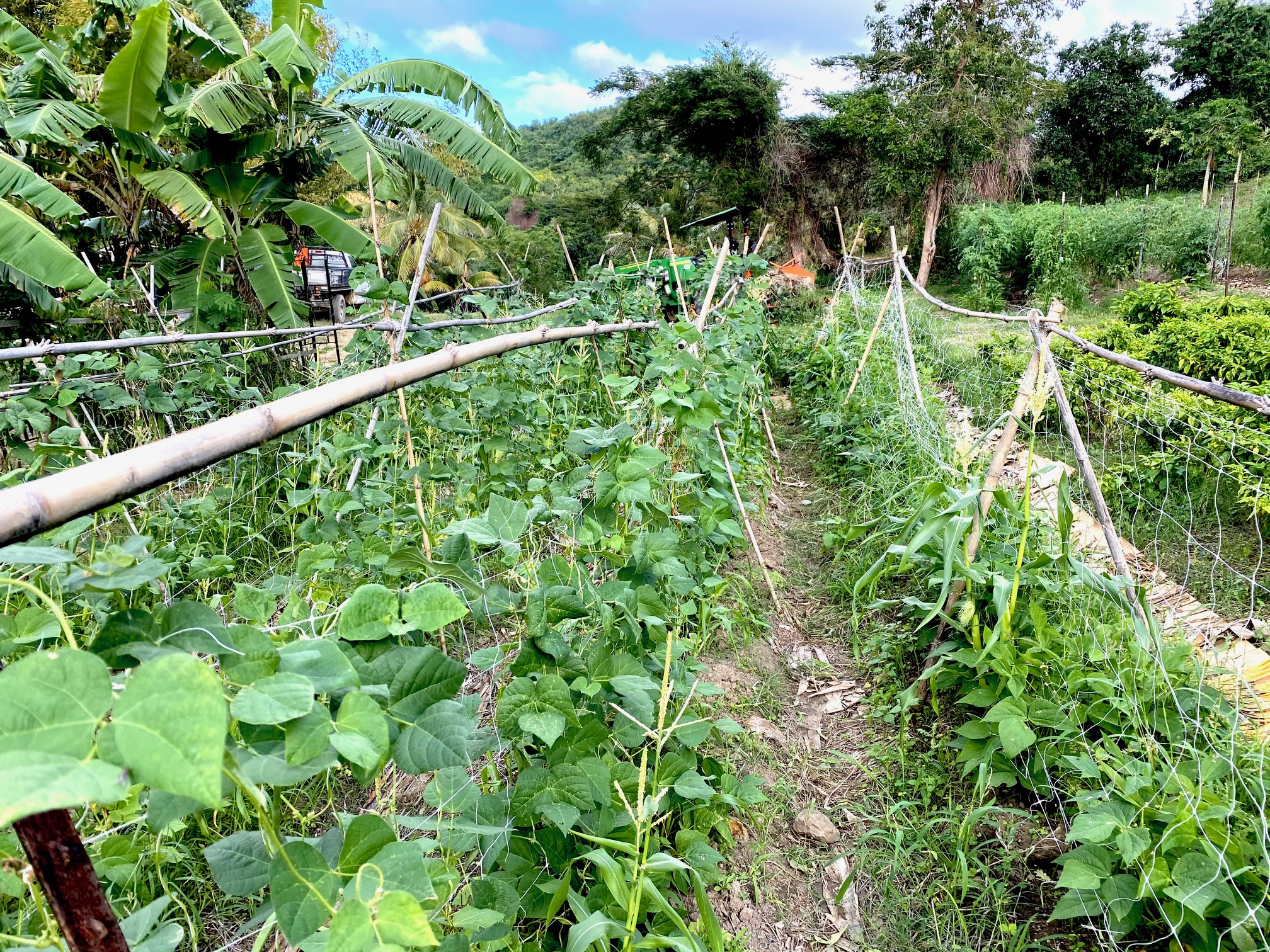 About those Beans... - Farm Happenings at Ridge to Reef Farm - Harvie