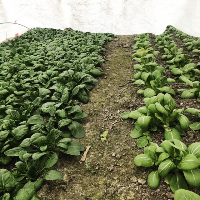 Lettuce Rejoice! February 15, 2021 - Farm Happenings at Firmly Rooted ...