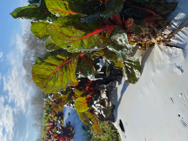 Farm Happenings for February 22, 2021 - Farm Happenings at Covey Rise ...