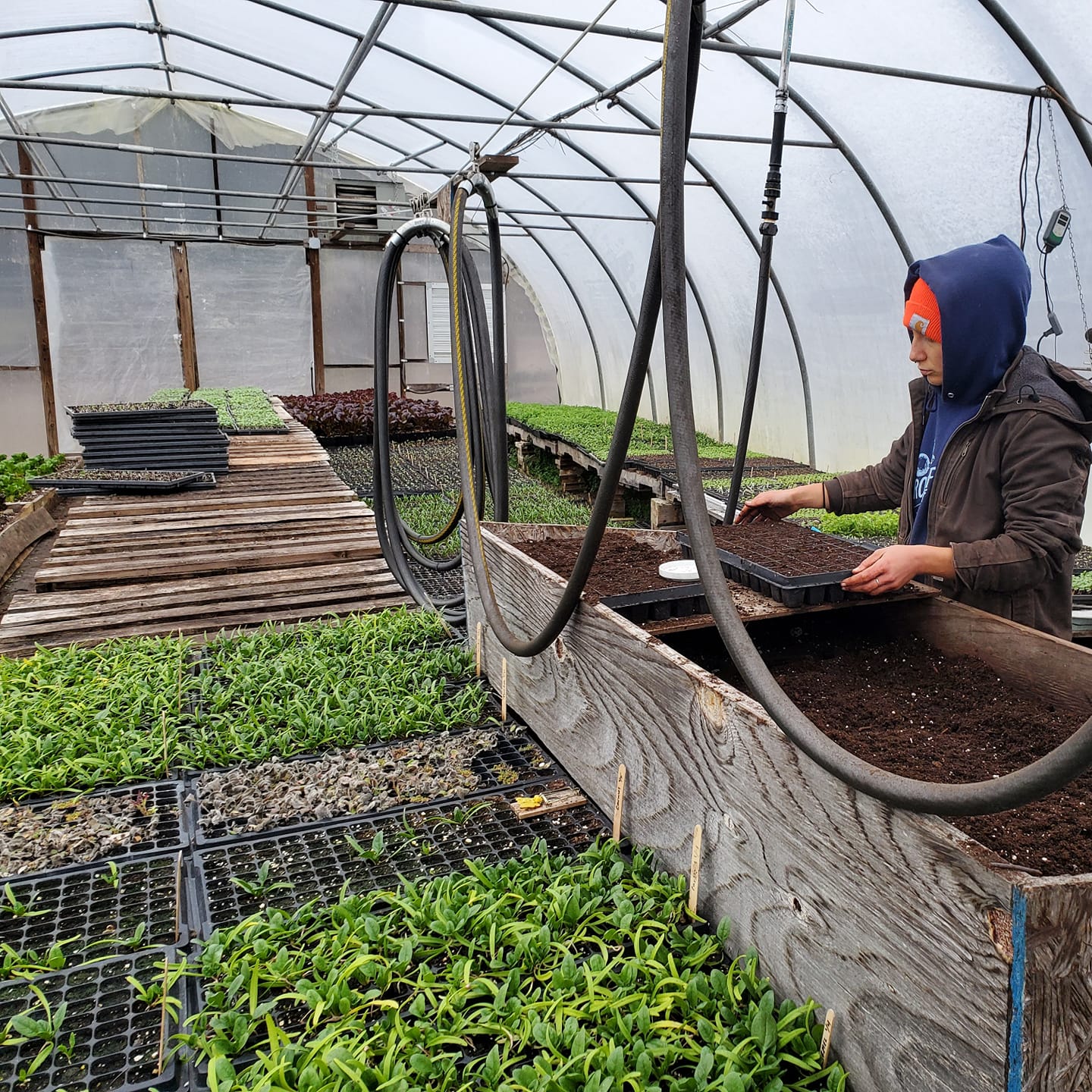Seeding & Drying Out! - Farm Happenings at Broadfork Farm - Harvie
