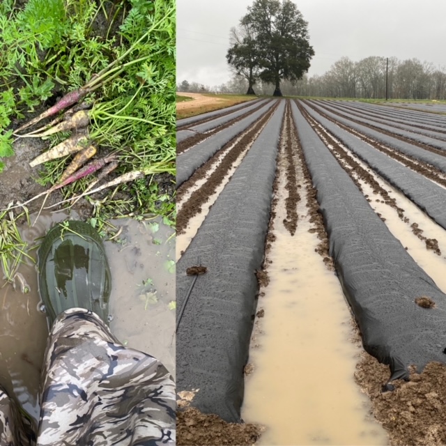 Farm Happenings for March 4, 2021 - Farm Happenings at Covey Rise Farms ...