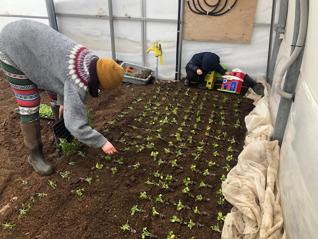 Lettuce Rejoice! Strange and wonderful broccoli's, microgreen love, and ...