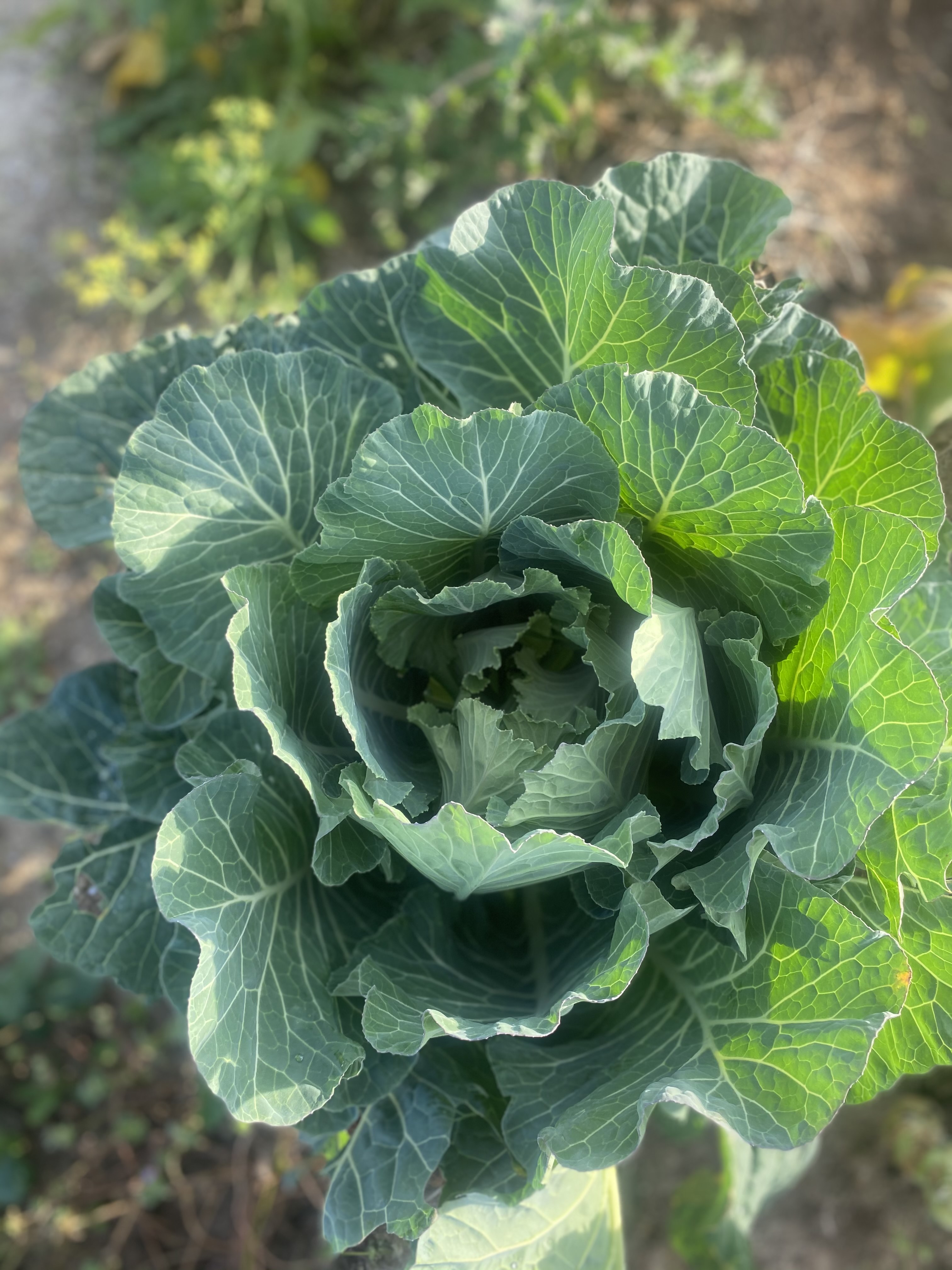 The Harvest is truly plentiful! - Farm Happenings at Atlanta Harvest ...