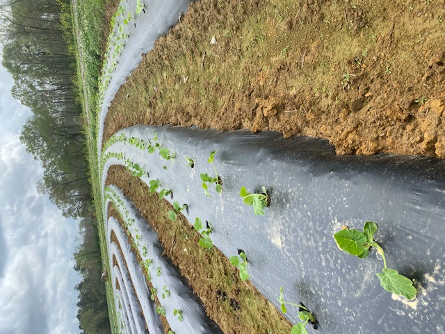 Farm Happenings for March 20, 2021 - Farm Happenings at Covey Rise ...