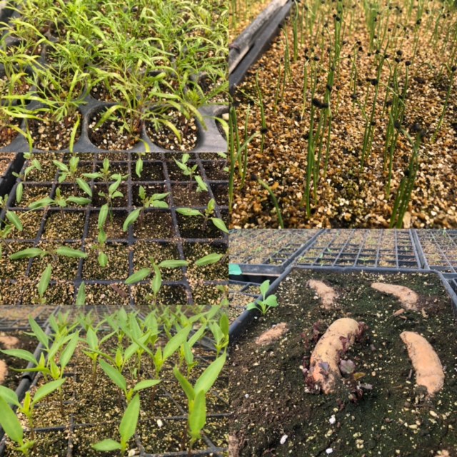 The Lettuce Rejoice! Seedling Extravaganza, Salad Season, and Farm ...