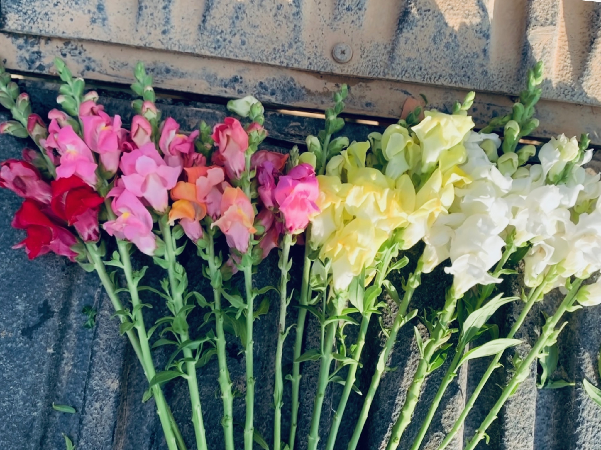 Farm Happenings for April 9, 2021 - Farm Happenings at Earth Spring ...