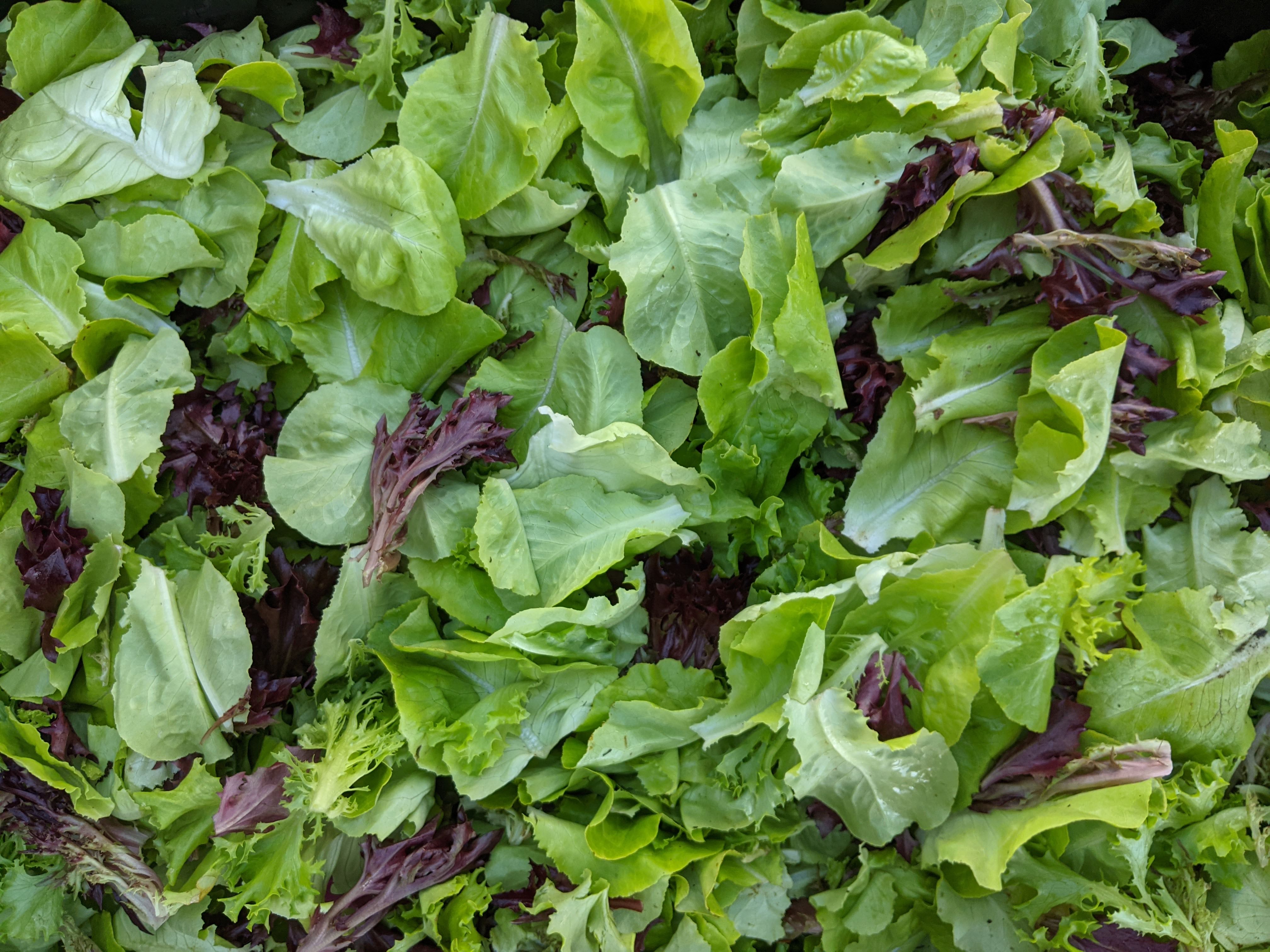 Lettuce Lettuce Lettuce - Farm Happenings at River Queen Greens - Harvie