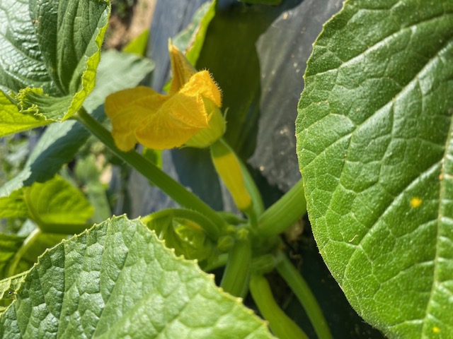 Farm Happenings for April 8, 2021 - Farm Happenings at Covey Rise Farms ...