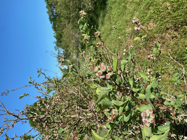 Farm Happenings for April 15, 2021 - Farm Happenings at Covey Rise ...