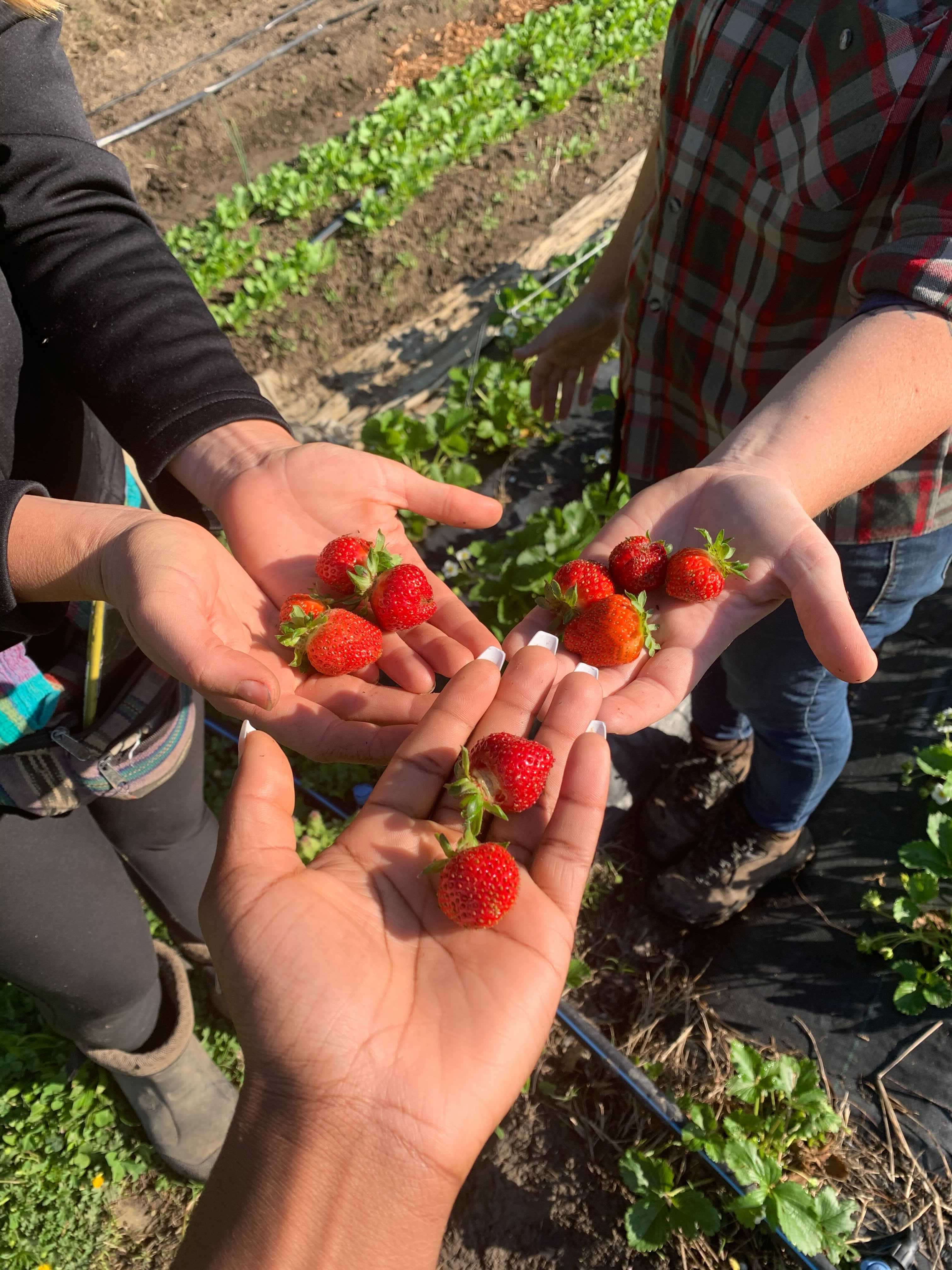Pop Up Pick Up for TOMORROW from the Urban Teaching Farm - Farm ...