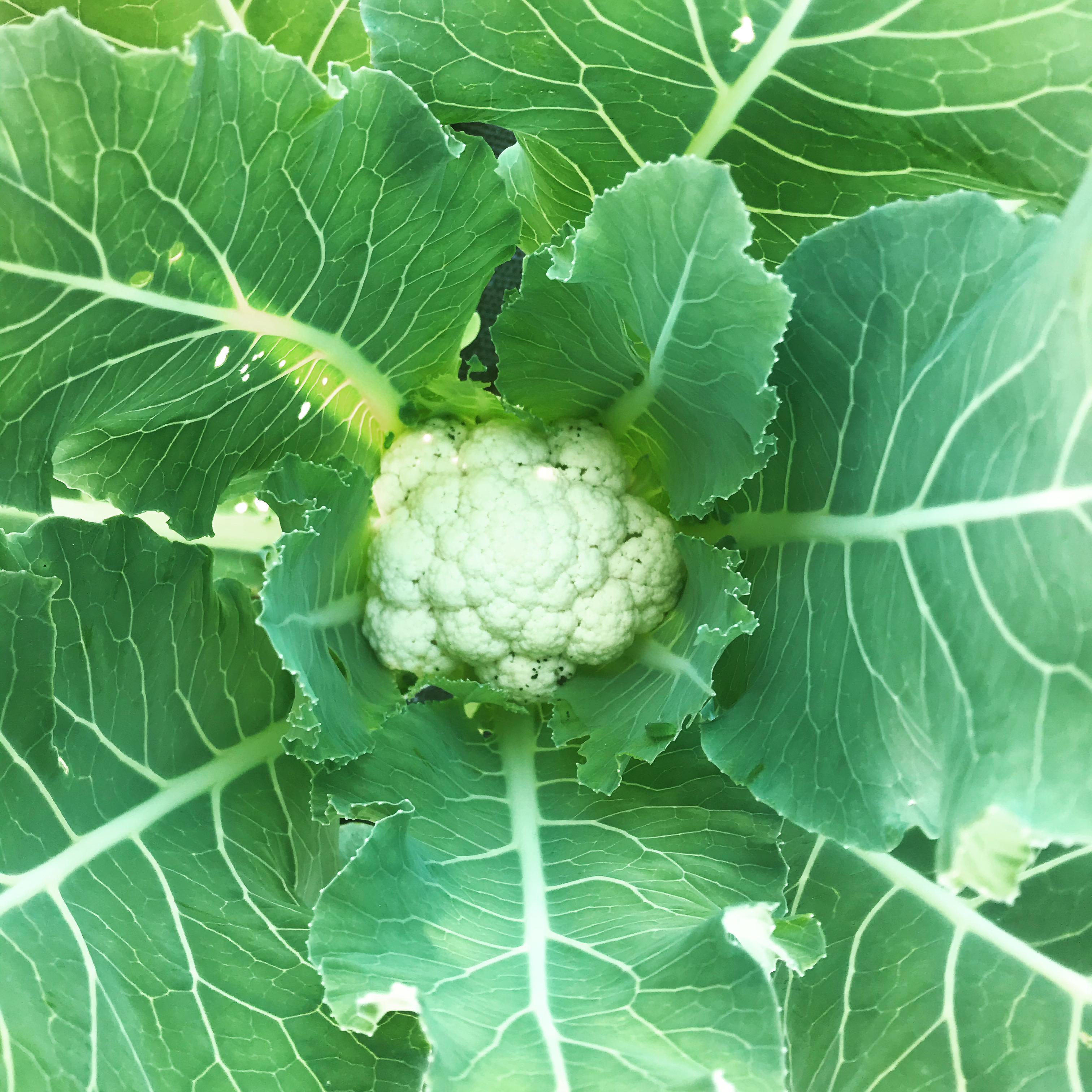 Spring Cauliflower coming soon! - Farm Happenings at Joy Haven Farm ...