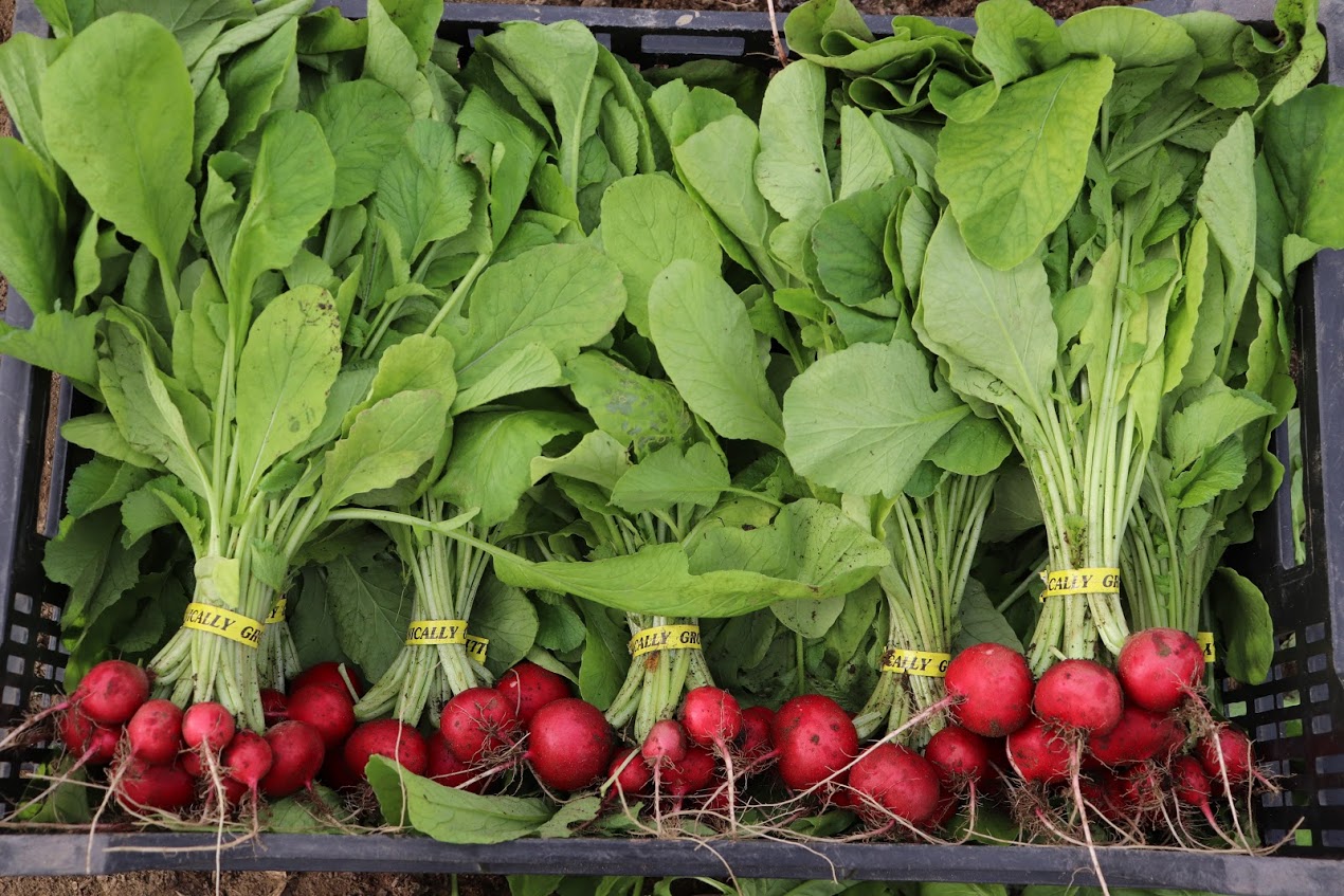 Growing Food is Rad! - Farm Happenings at Root 5 Farm - Harvie