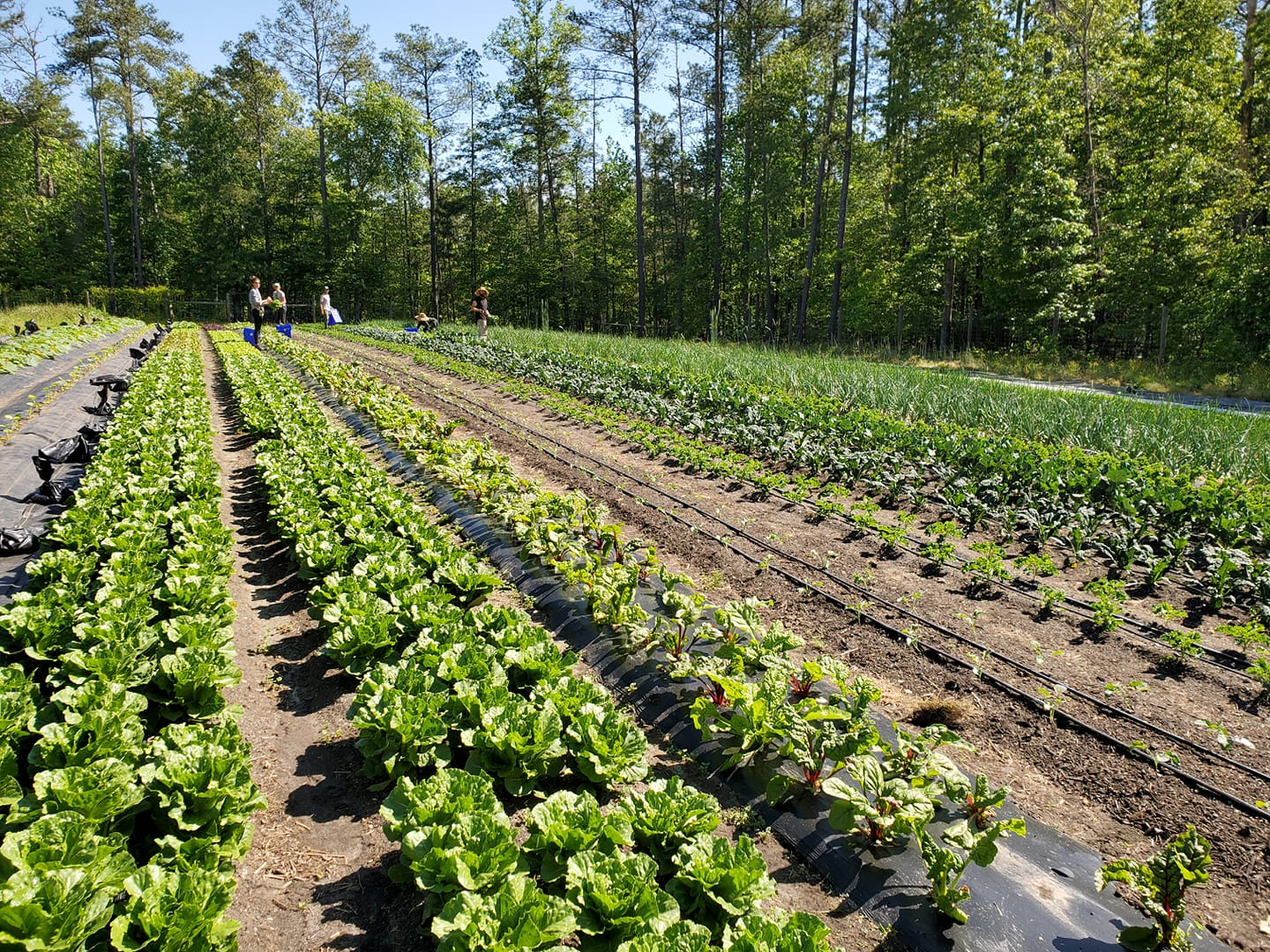 Farm Happenings for May 22, 2021 - Farm Happenings at Broadfork Farm ...