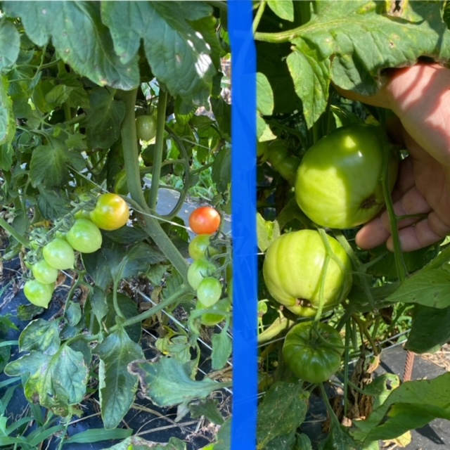 Farm Happenings for May 27, 2021 - Farm Happenings at Covey Rise Farms ...