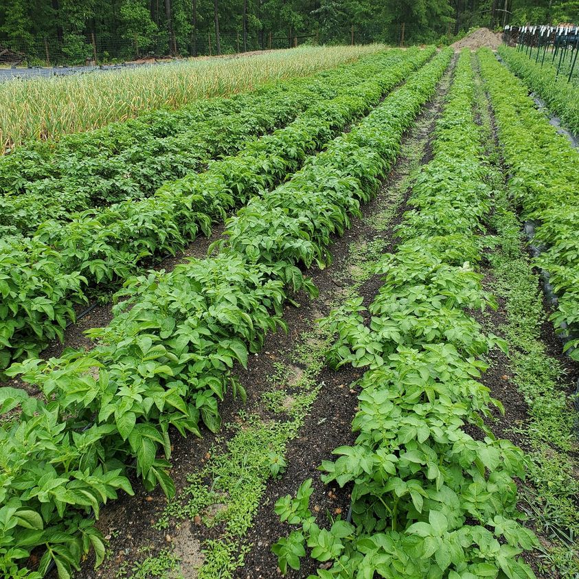 Farm Happenings for June 2, 2021 - Farm Happenings at Broadfork Farm ...