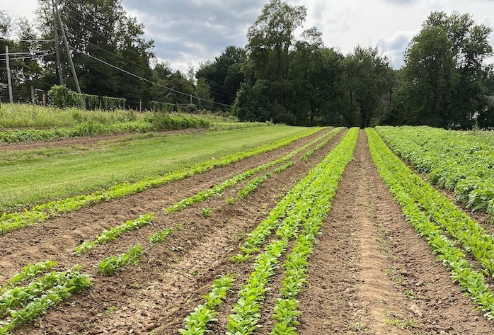 Week 2: Notes from the Field - Farm Happenings at Potomac Vegetable ...