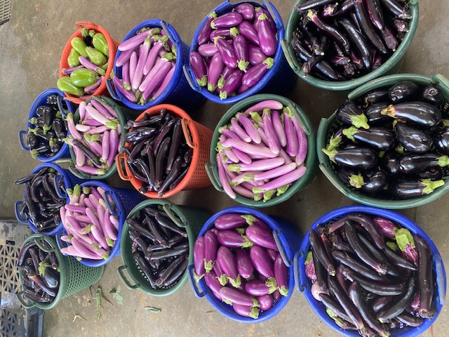 Farm Happenings for June 15, 2021 - Farm Happenings at Covey Rise Farms ...