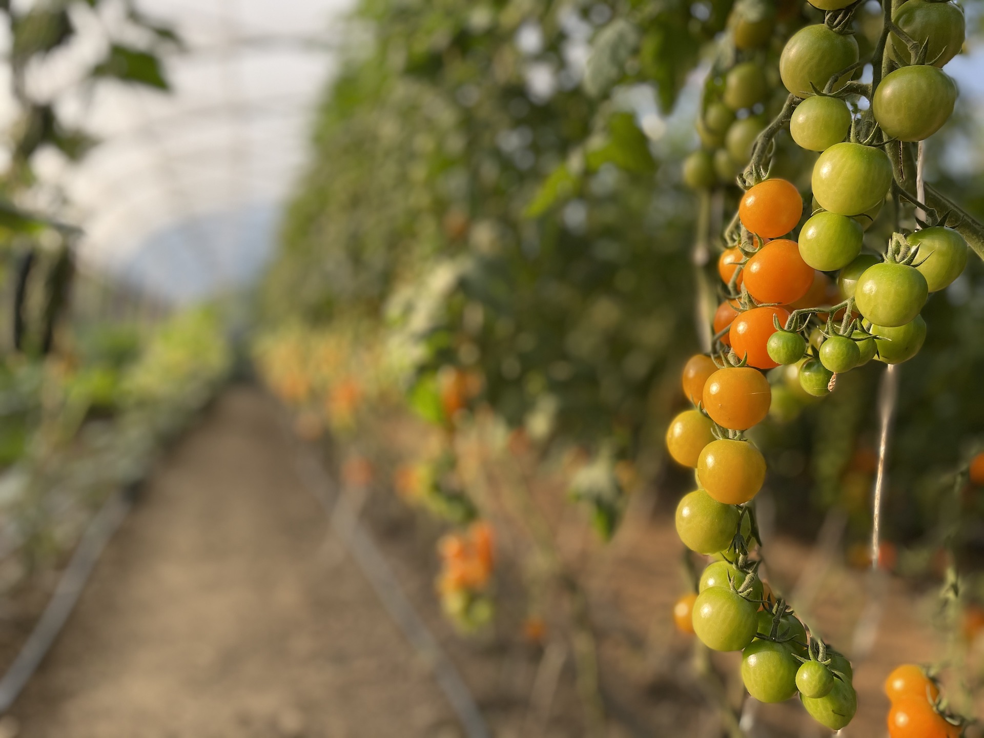 12South Farm Stand - Tuesday 6/15 - Farm Happenings at Bountiful ...