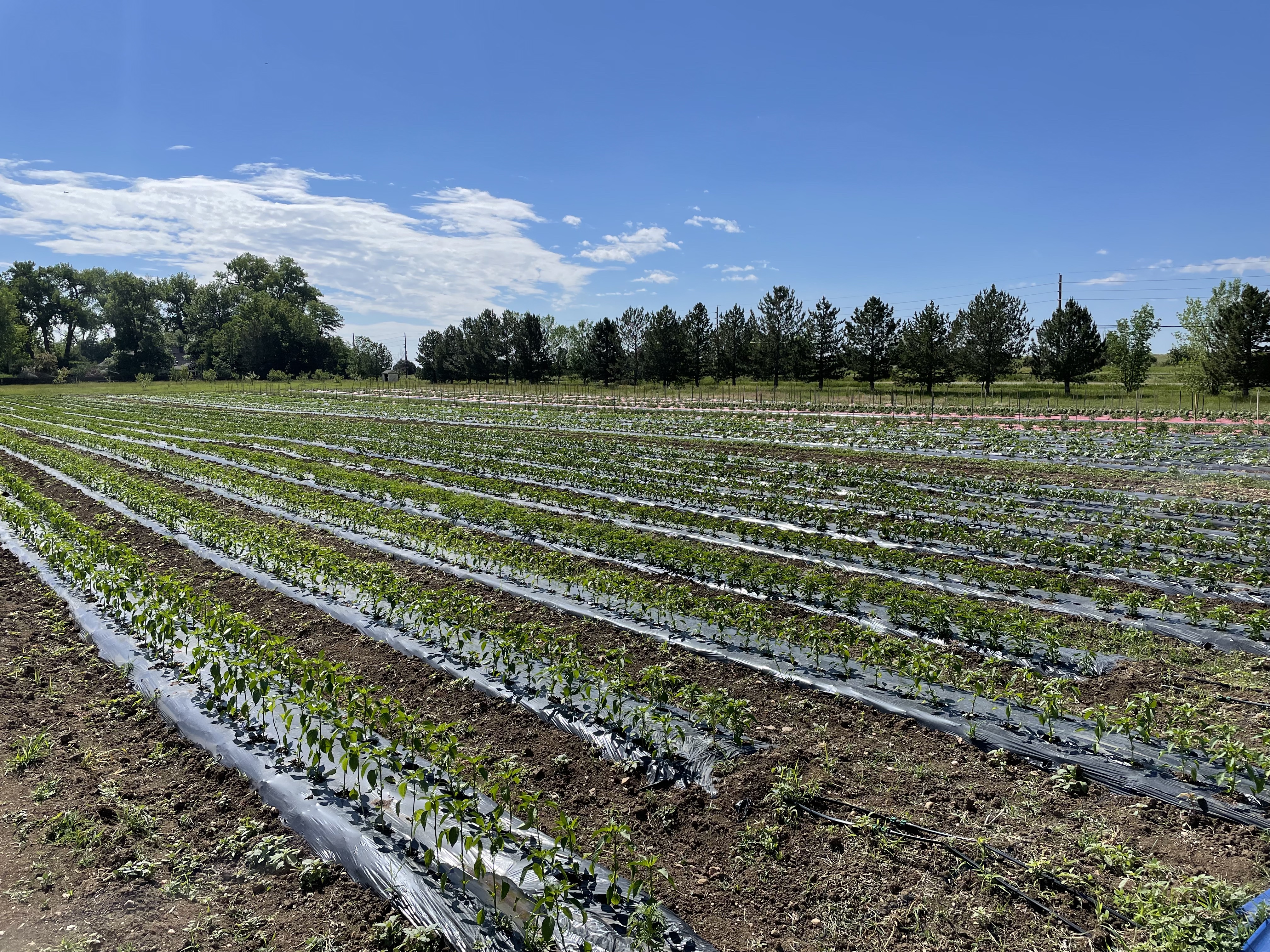 Week 4: Taking big steps forward every day. - Farm Happenings at Kilt ...