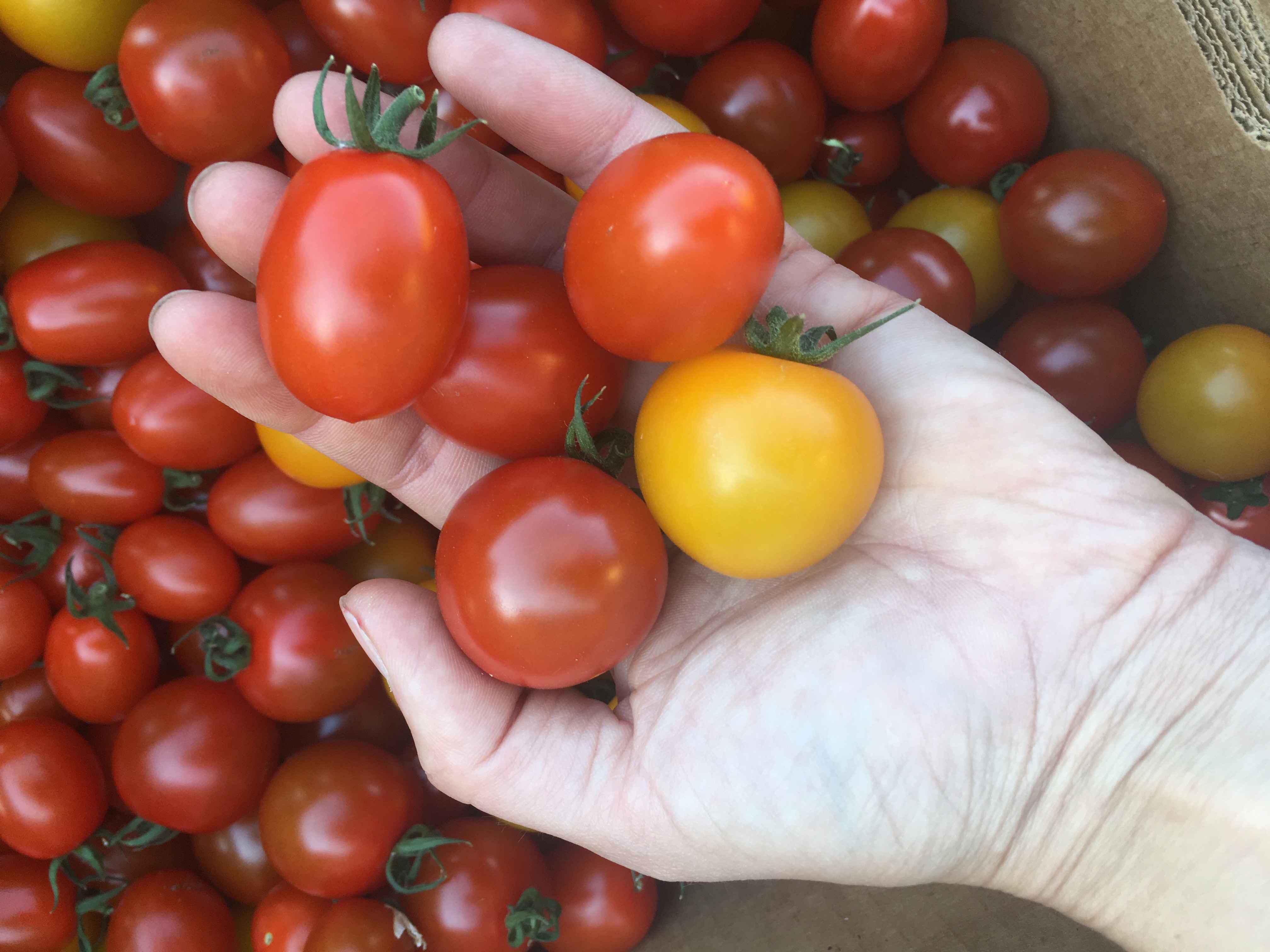 First Farm Shares of the Season! - Farm Happenings at Arctic Harvest ...