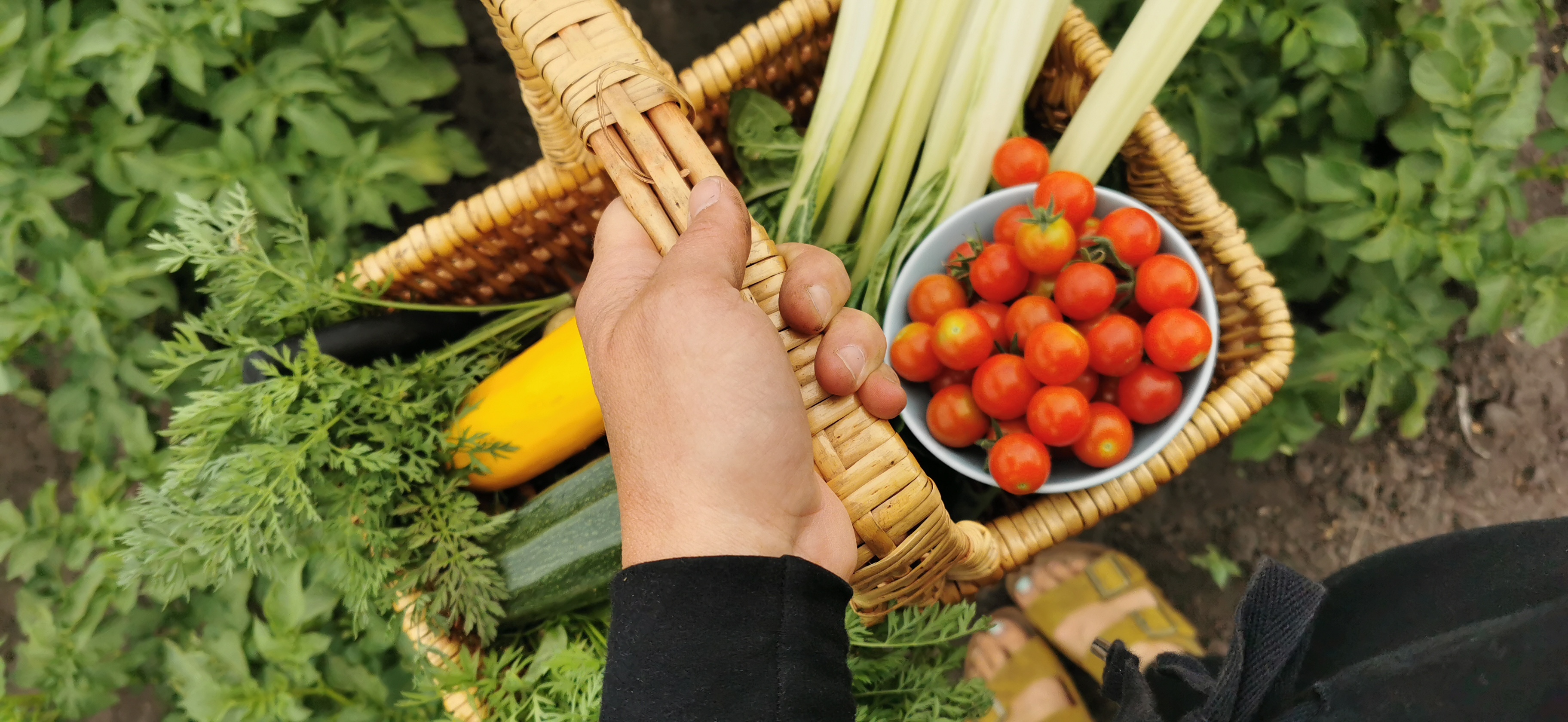 First Farm Share of the Season! - Farm Happenings at Sundog Organic ...