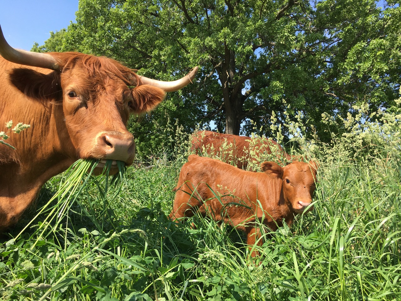 Bovine Bliss - Farm Happenings at Boerson Farm - Harvie