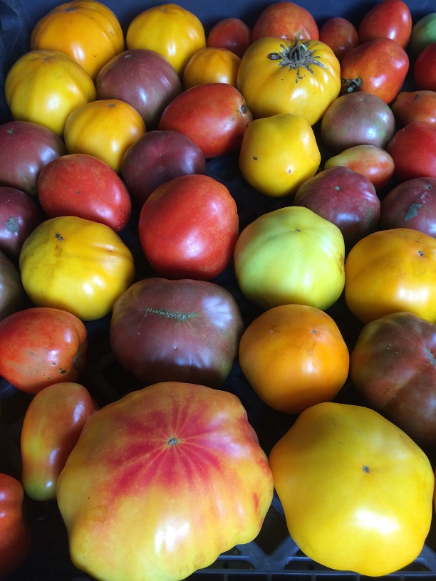 The Beauty of Diversity - Farm Happenings at Rora Valley Farms - Harvie