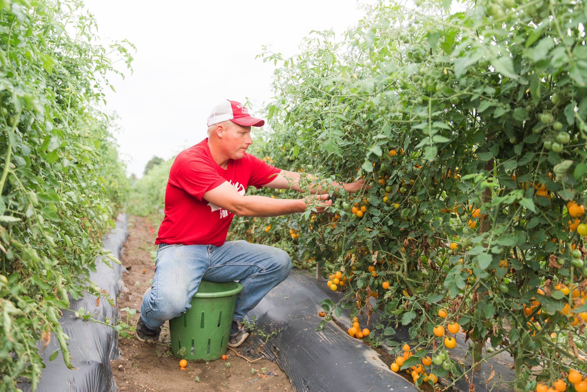 Farm Happenings (#9 SUMMER DELIVERY out of 20) - Farm Happenings at ...