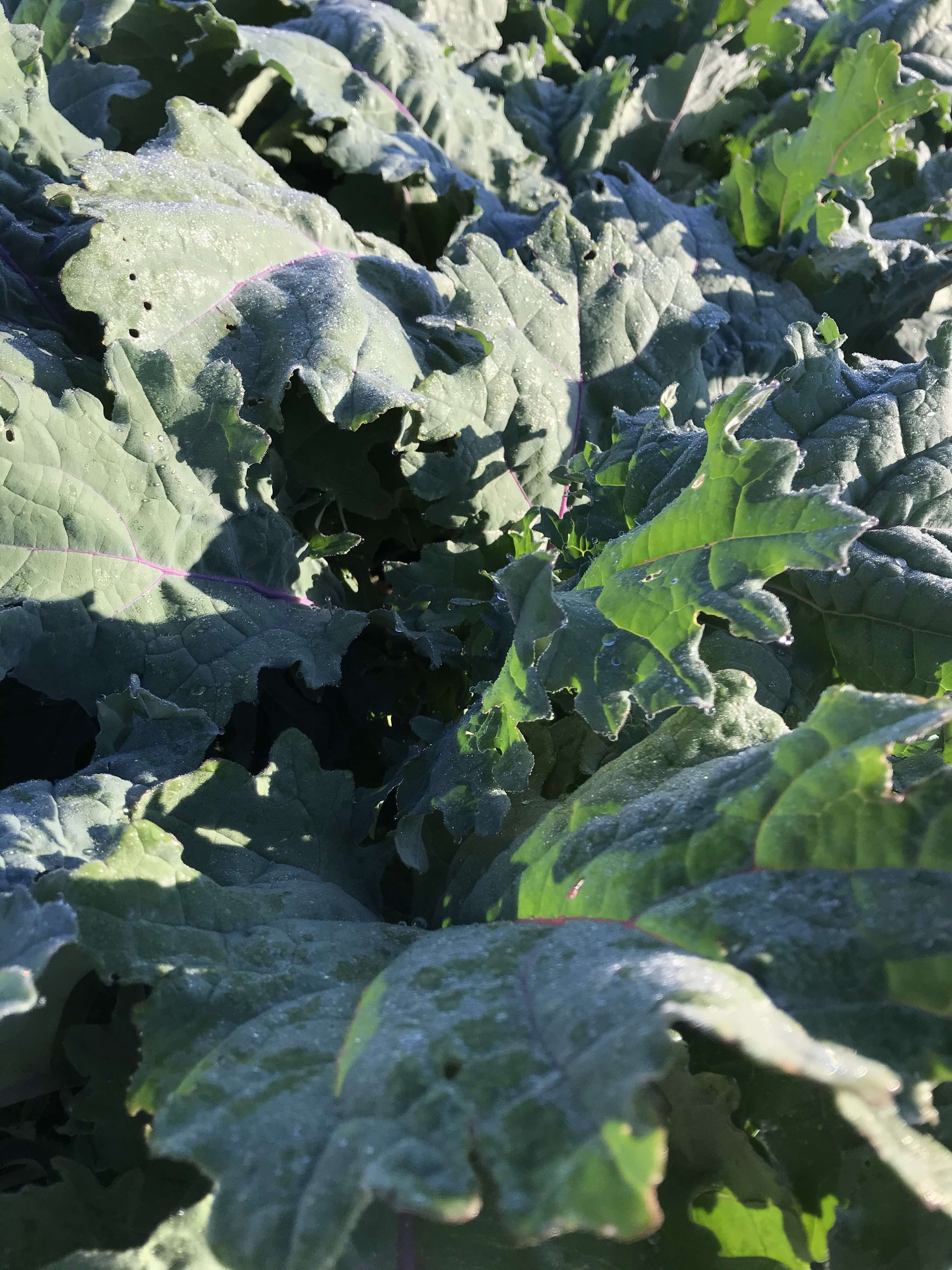 Frost in July, of course! - Farm Happenings at Sungrounded Farm - Harvie