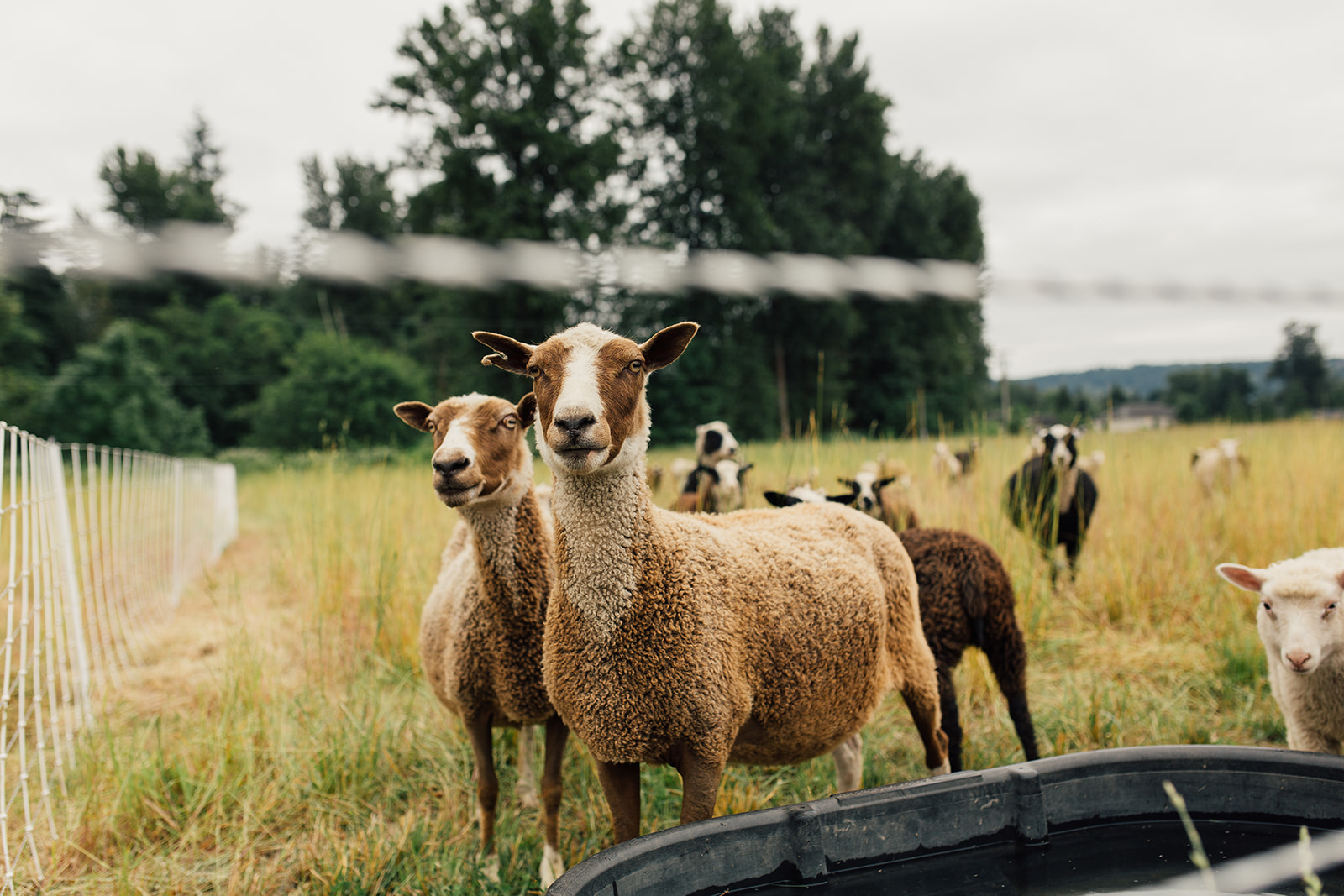 Farm Happenings for July 29, 2021: Hot Sheep Summer - Farm Happenings ...