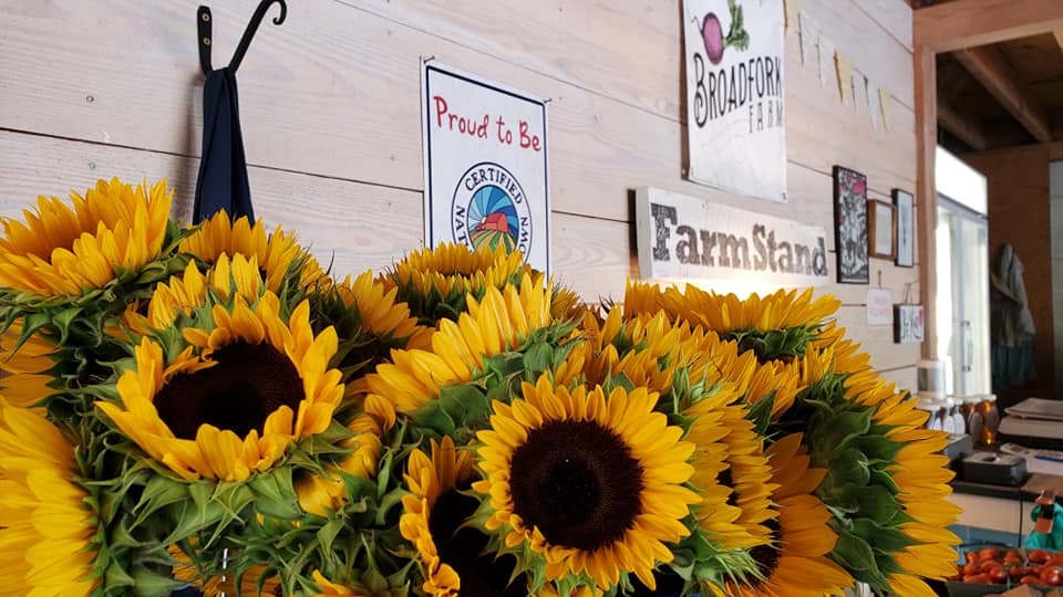 August Transitions on the Farm - Farm Happenings at Broadfork Farm - Harvie