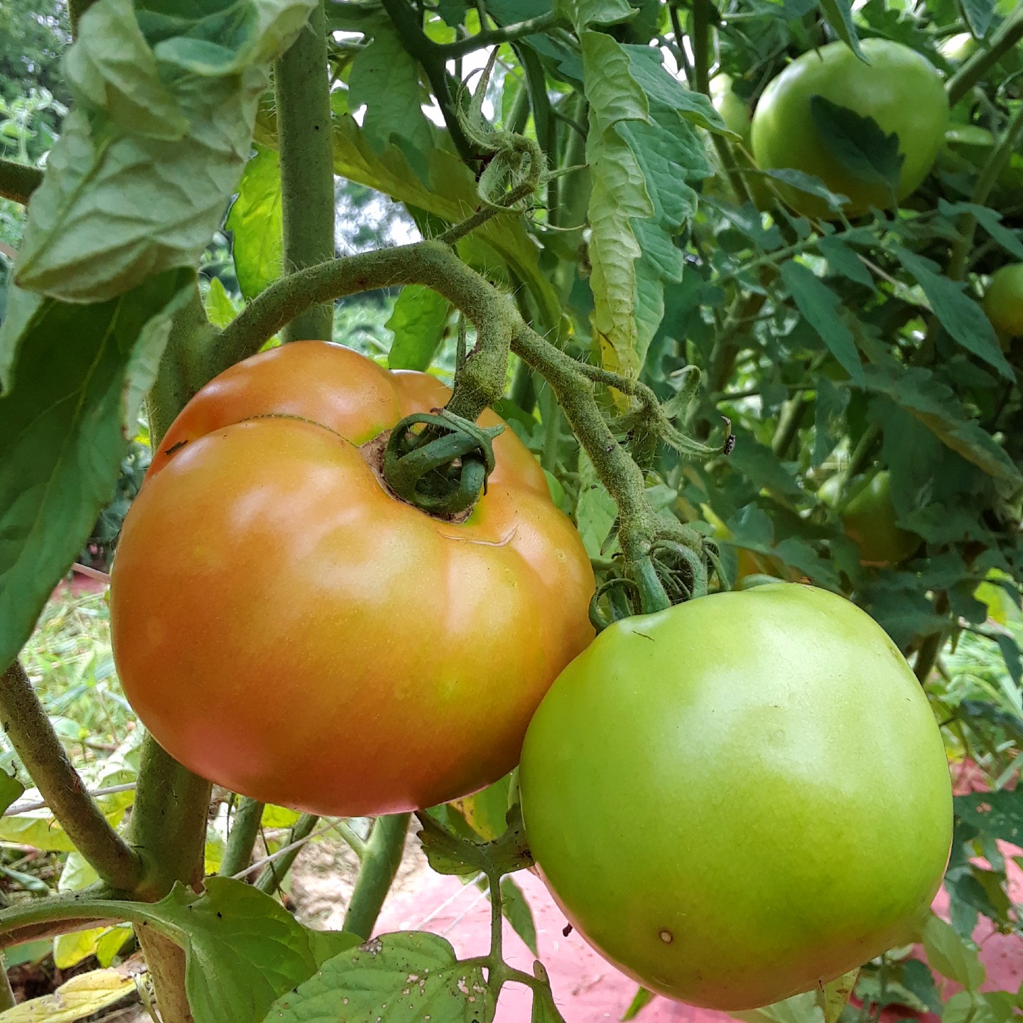 Farm Happenings for week of August 2nd - Farm Happenings at Homefields ...