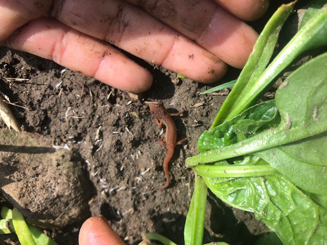 Lettuce Rejoice! August 12, 2021 - IMPORTANT PLEASE READ - Farm ...