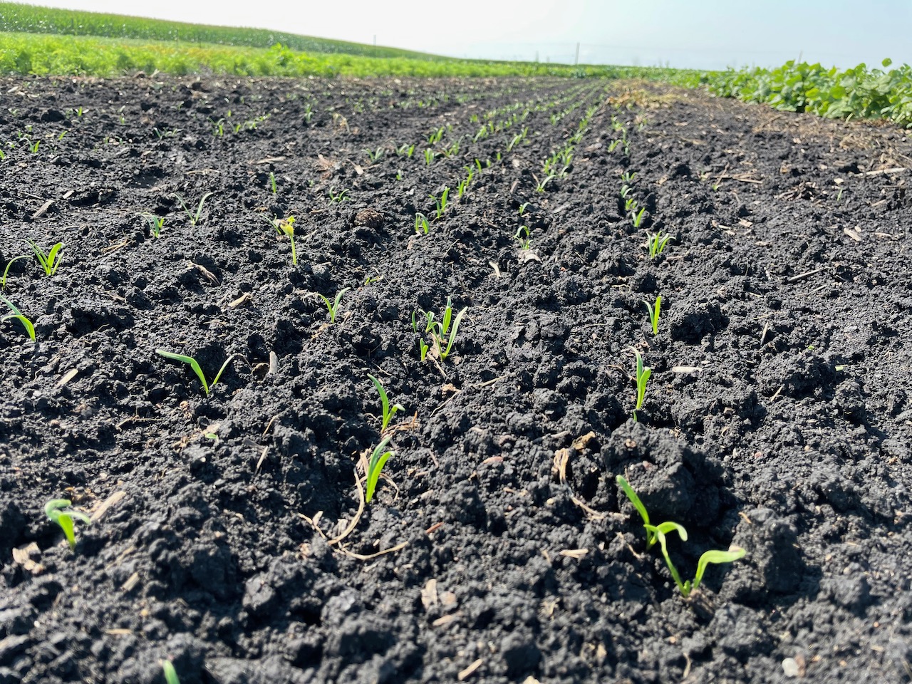 Seeding Fall Crops & Cover Crops - Farm Happenings at Cedar Crate Farm ...