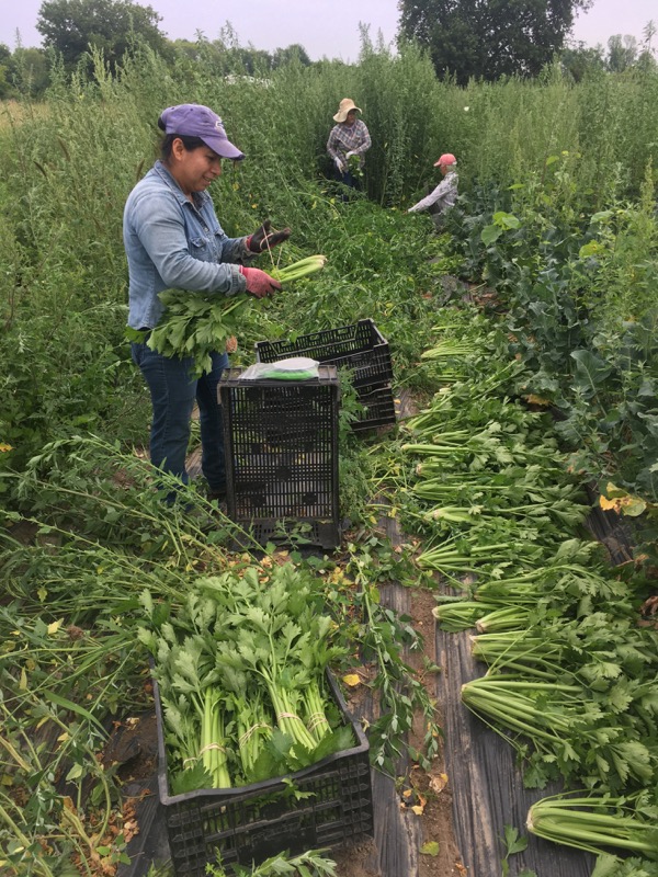 Weedy progress - Farm Happenings at Fiddlehead Farm - Harvie
