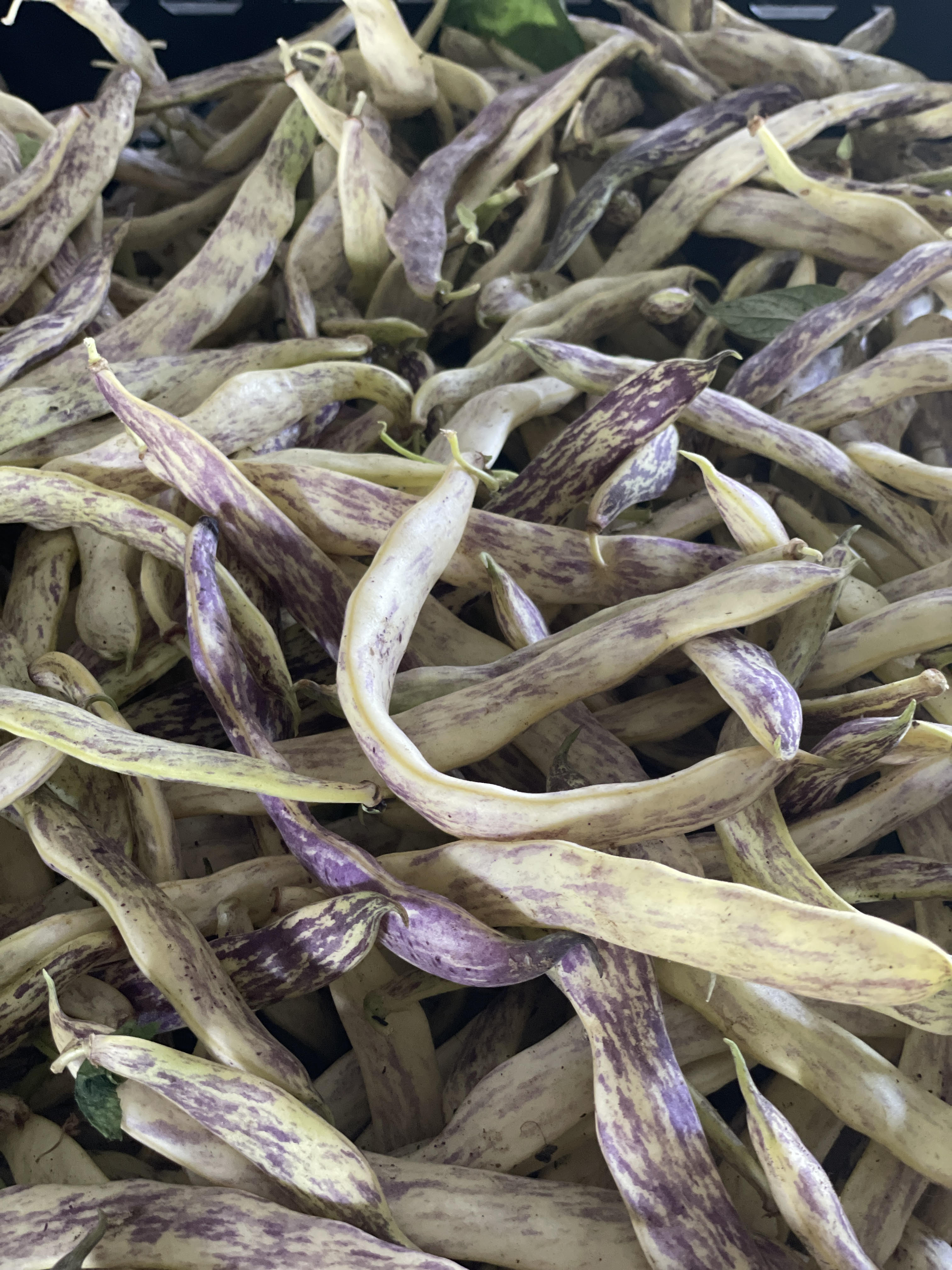 Dragon Beans and Tomato Dreams! - Farm Happenings at Park Ridge ...