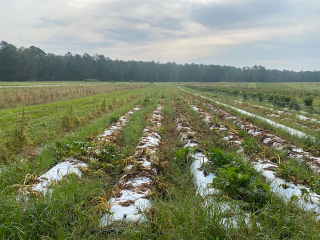 Farm Happenings for September 11, 2021 - Farm Happenings at Covey Rise ...