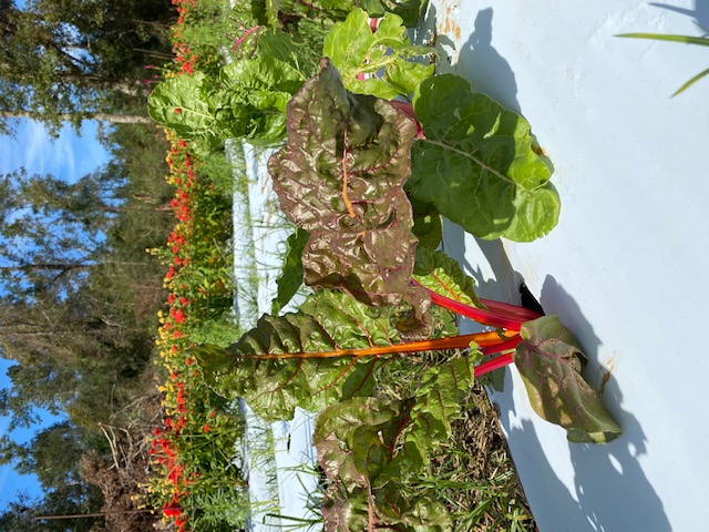 Farm Happenings for September 25, 2021 - Farm Happenings at Covey Rise ...