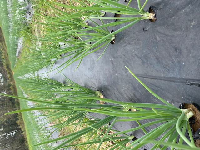 Farm Happenings for October 16, 2021 - Farm Happenings at Covey Rise ...