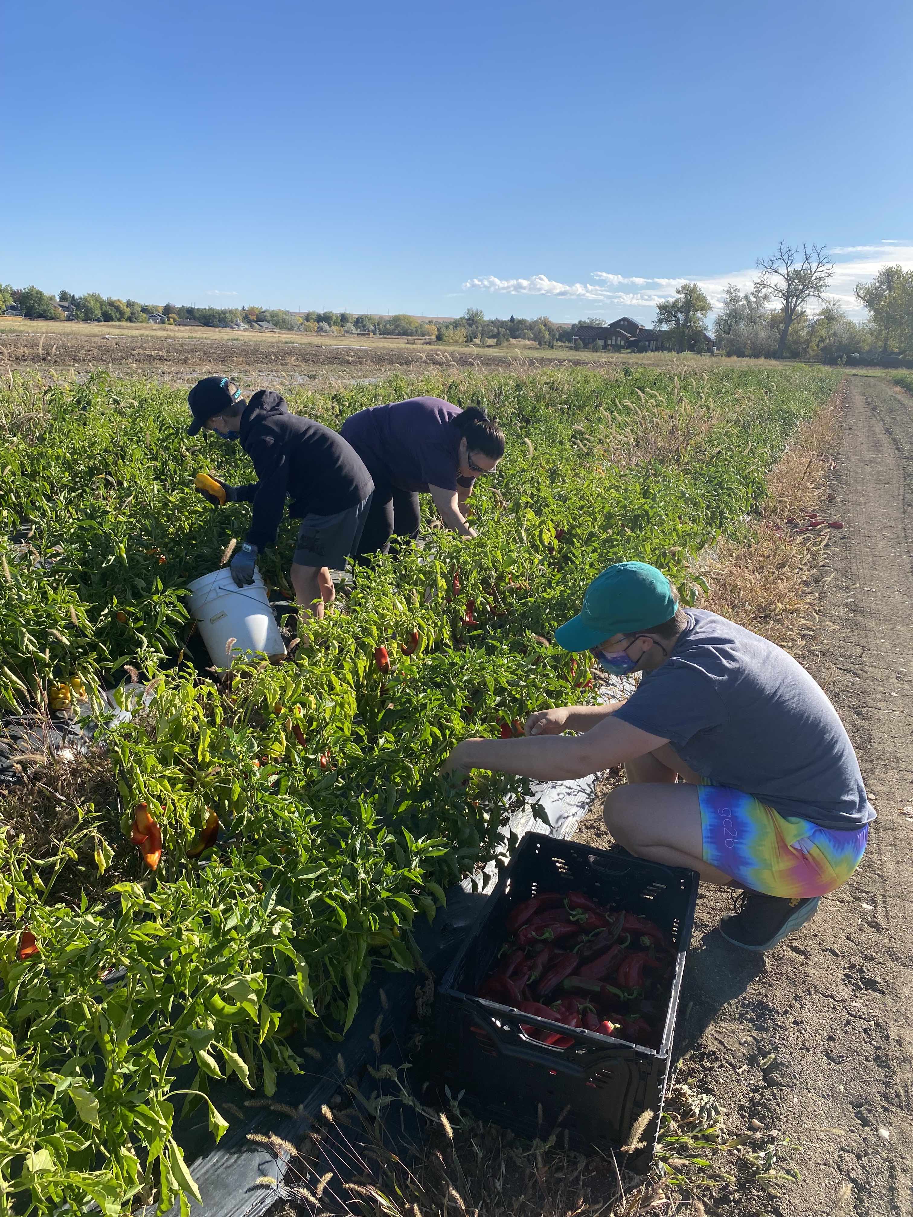 Week 20: Final share of the season - Farm Happenings at Kilt Farm - Harvie