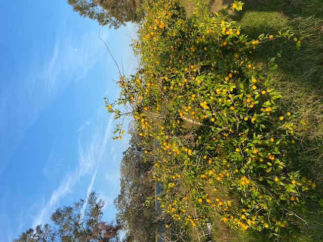 Farm Happenings for October 30, 2021 - Farm Happenings at Covey Rise ...