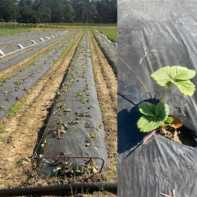 Farm Happenings for November 6, 2021 - Farm Happenings at Covey Rise ...