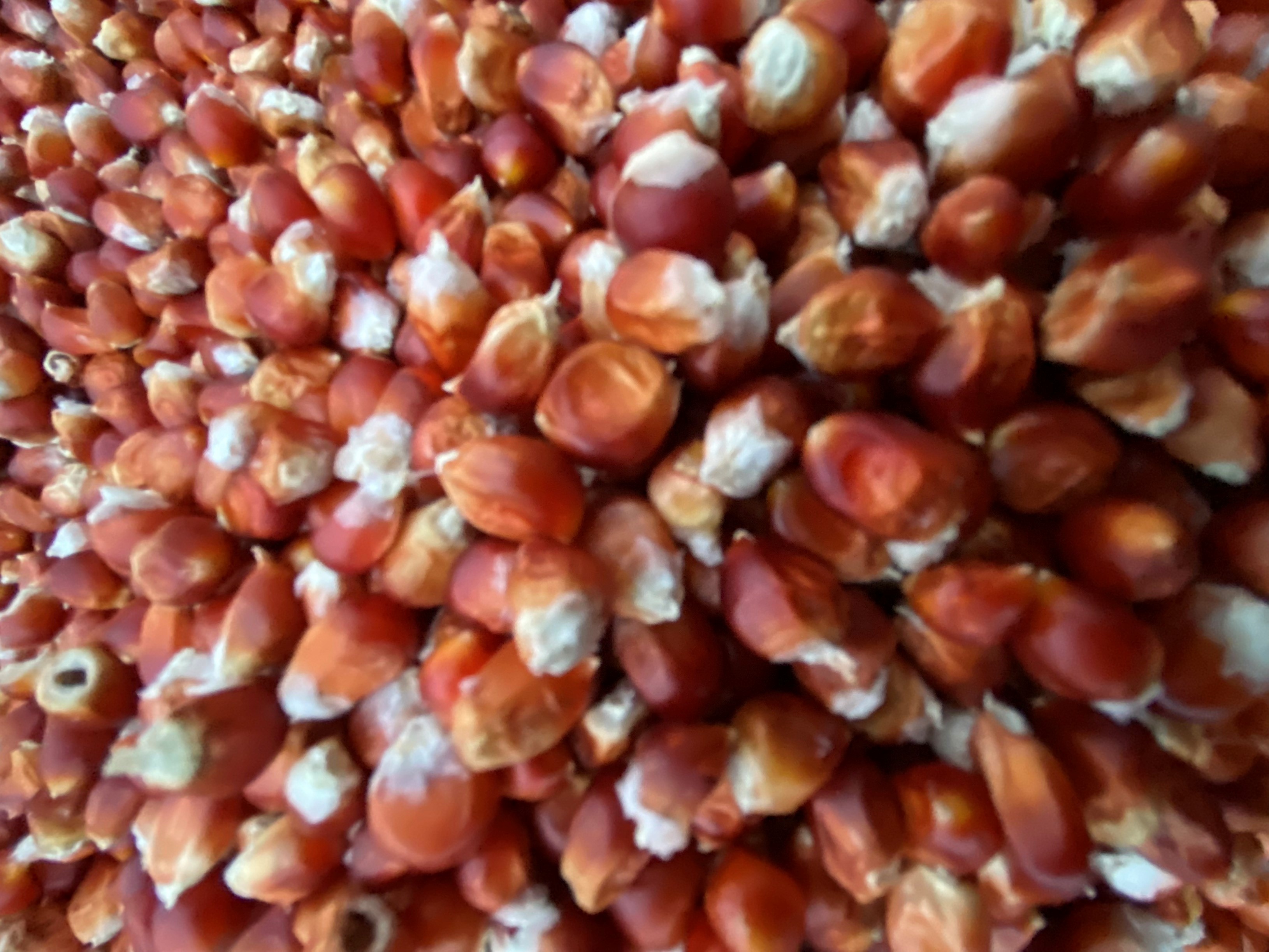 Farm Happening Week 4 Fall CSA, 2021 - Farm Happenings at Aspen Moon ...