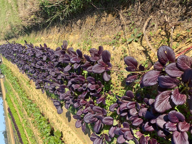 Farm Happenings for December 4, 2021 - Farm Happenings at Covey Rise ...