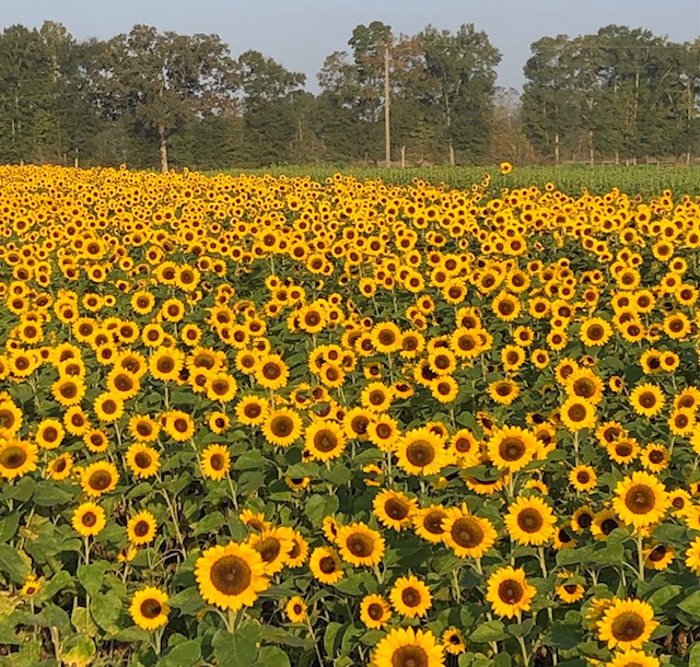 Farm Happenings for February 19, 2022 - Farm Happenings at Covey Rise ...